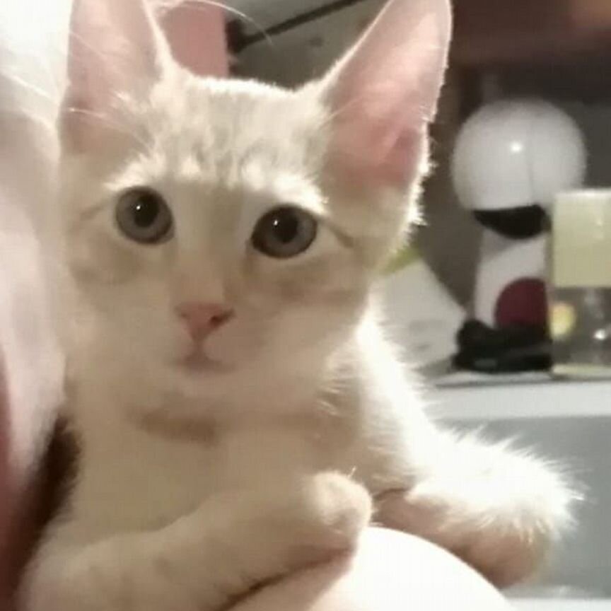 Котик