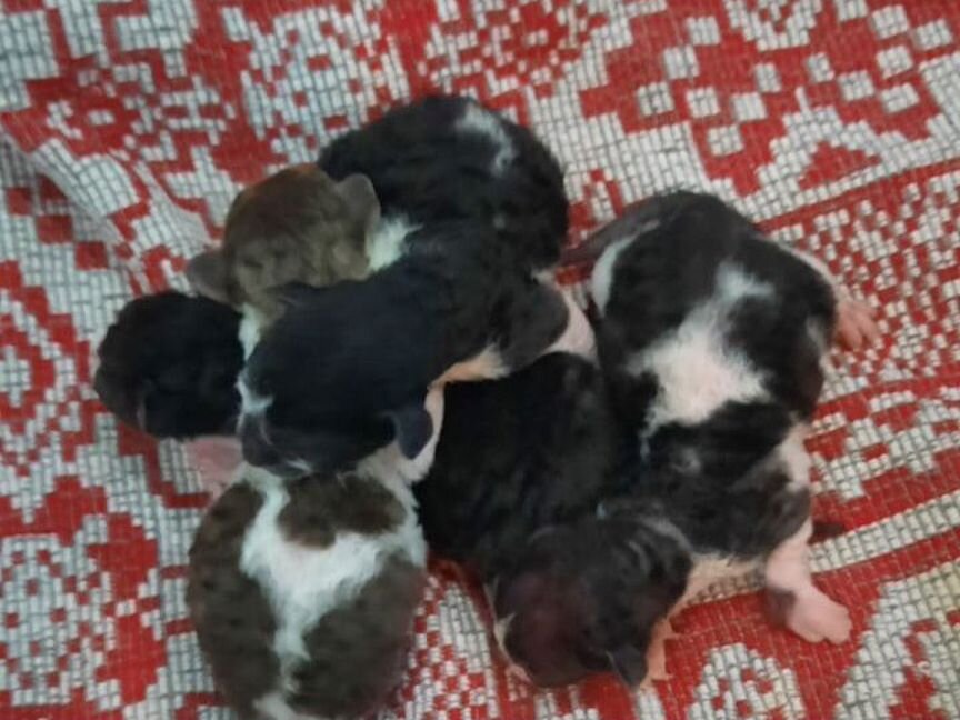 Малыши корниш-рекс