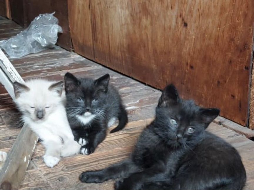 Котята
