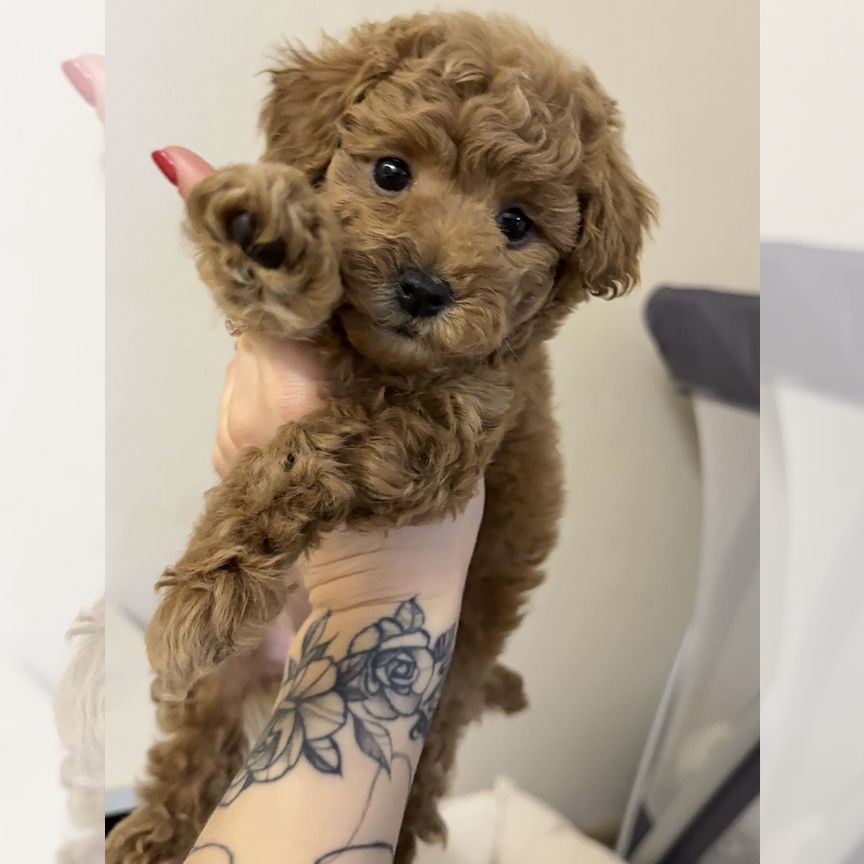 Мальтипу, щенок