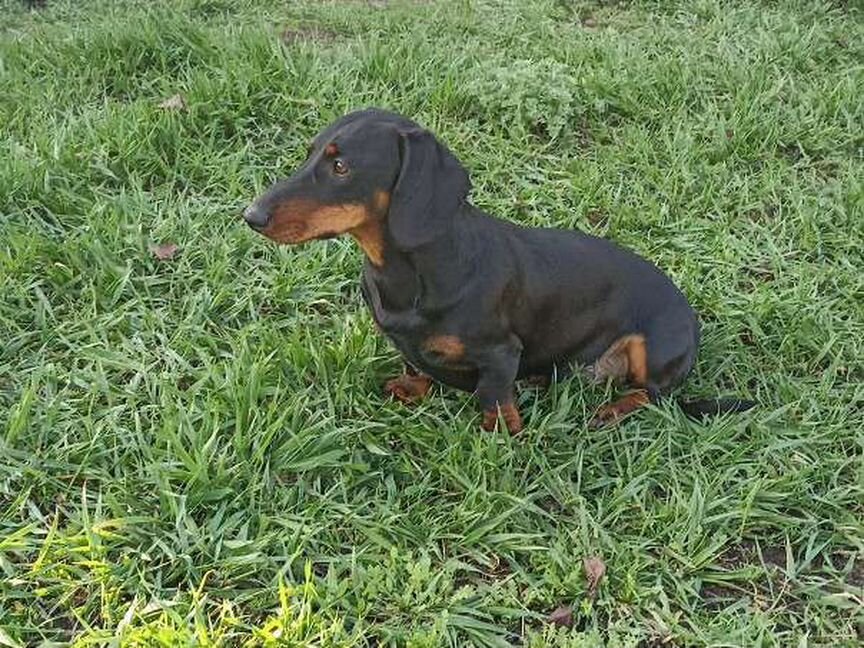 Такса мальчик вязка