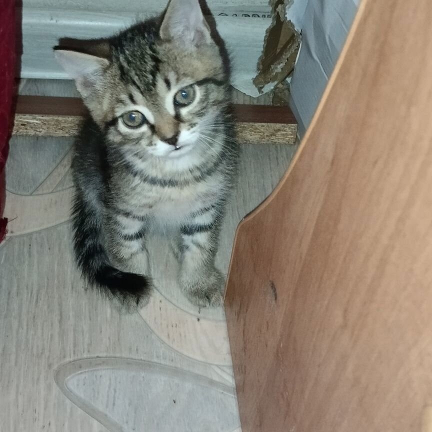 Продам котят вислоухих шотландцев