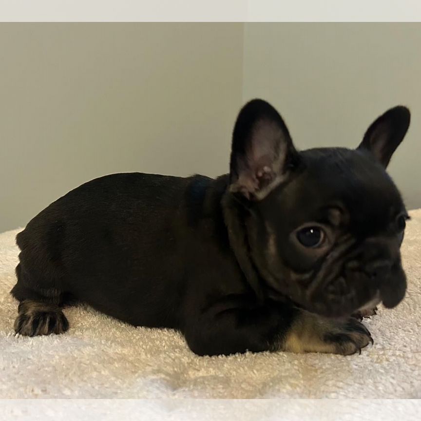 Французский бульдог, щенок