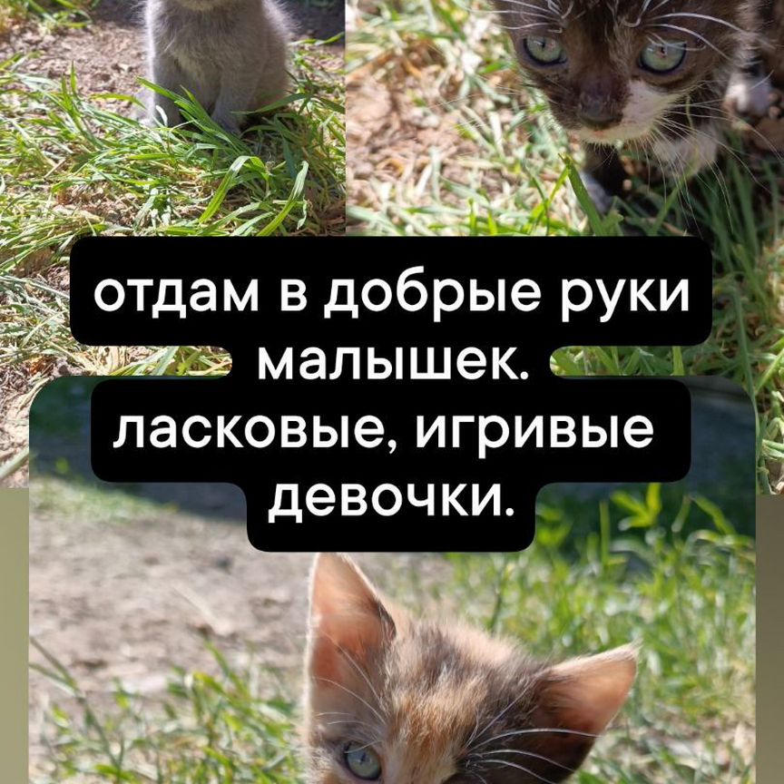 Котята в добрые руки