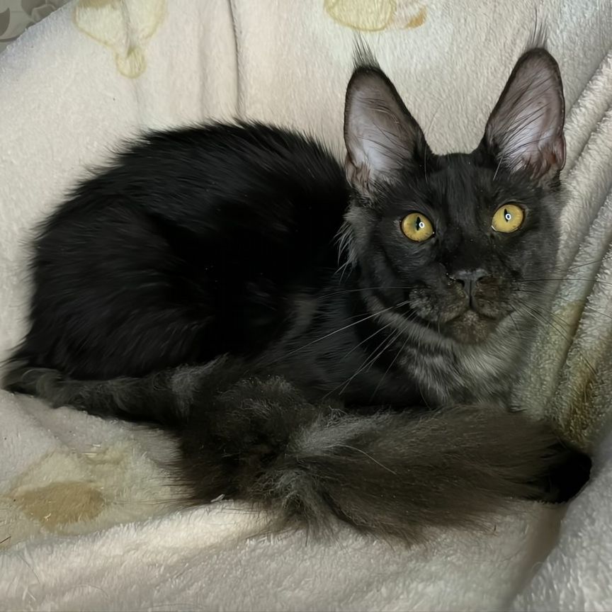 Мейн-кун котёнок