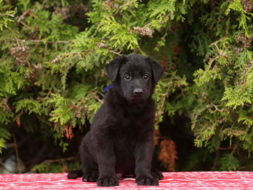 Щенки вео черного окраса