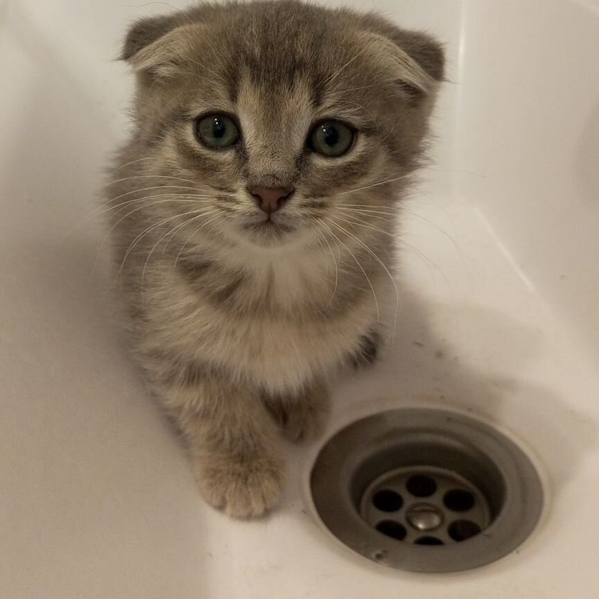 Отдам котëнка в добрые руки