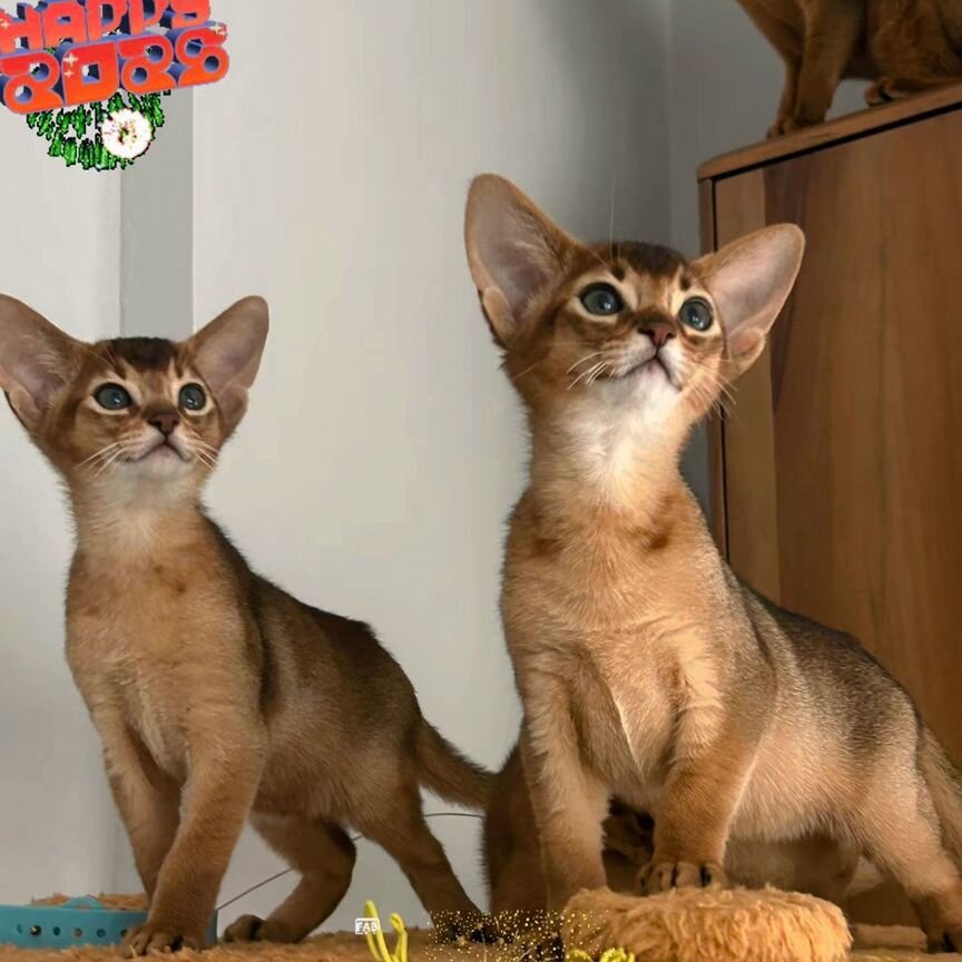 Abissian kitten