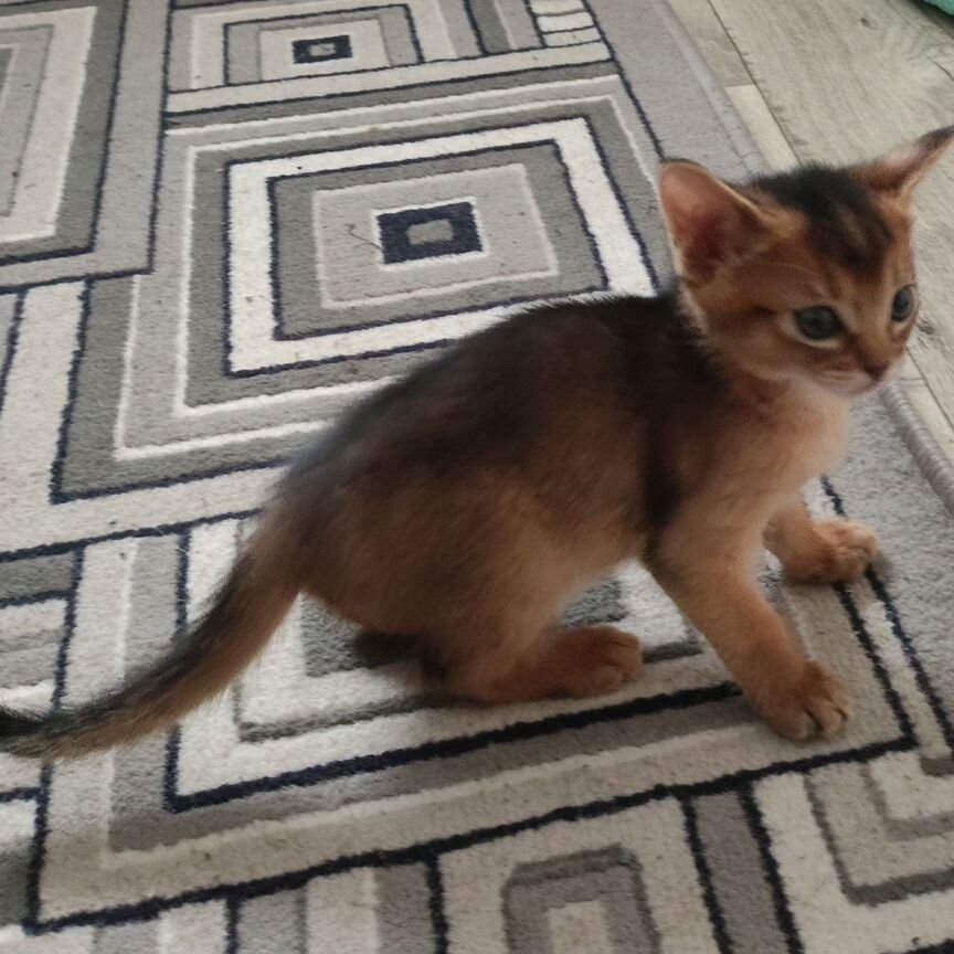 Абиссинский котёнок