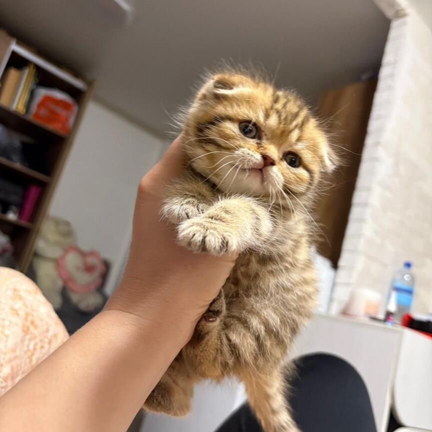 Шотландские вислоухие котята