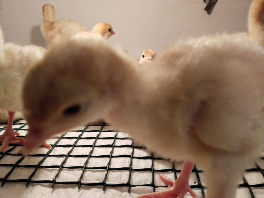 Индюшата хайбрид конвертер