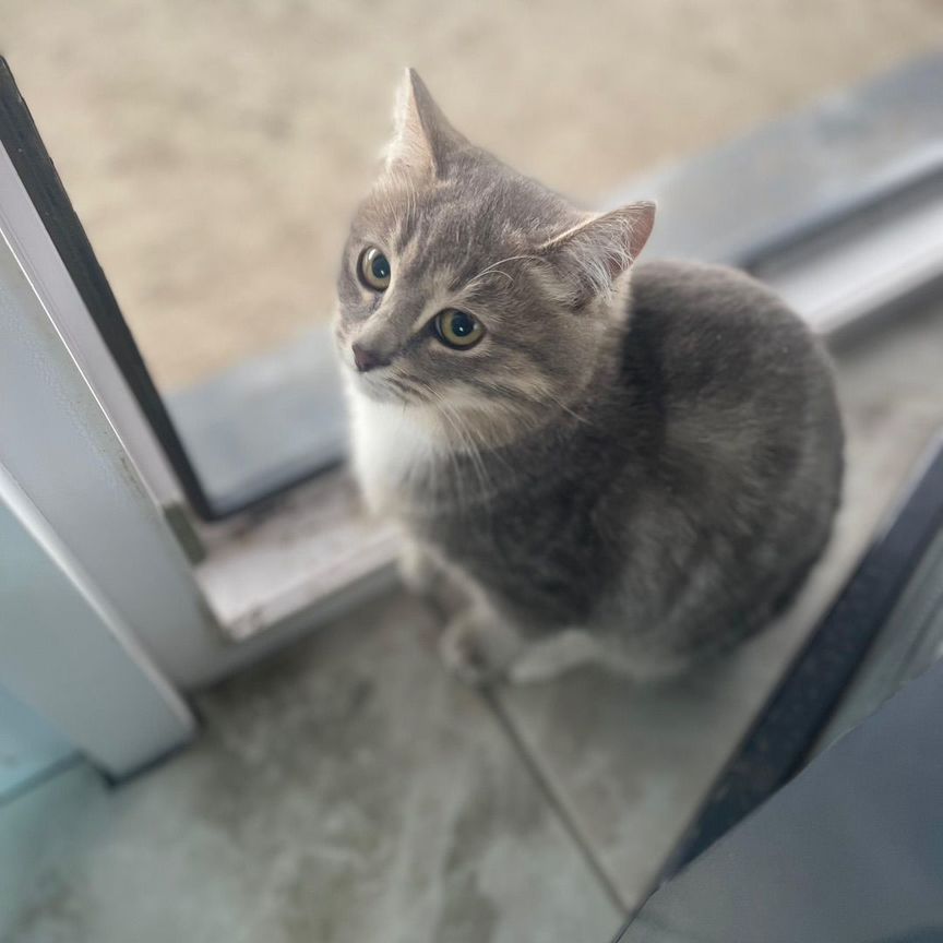 Шотландская