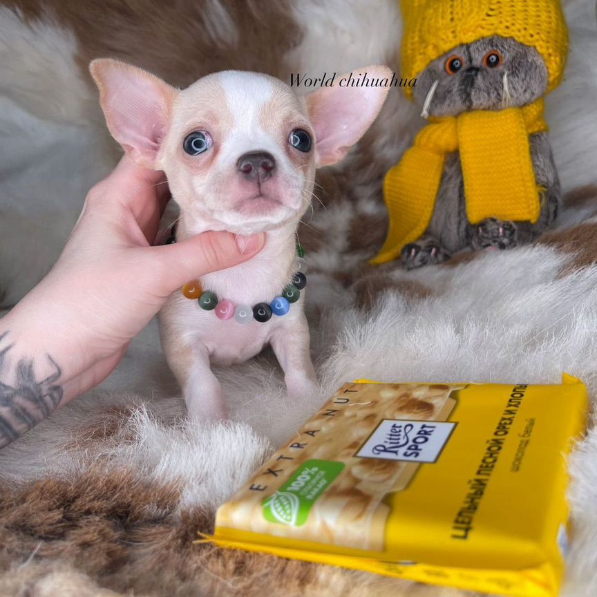 Сладкий Мышонок Чихуахуа