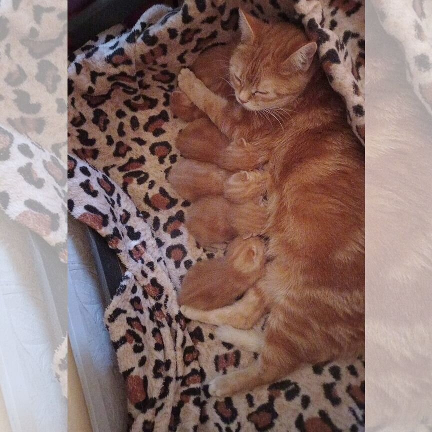 Шотландские котята
