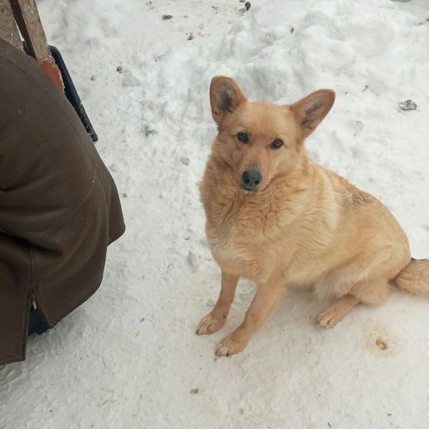 Взрослая собака в добрые руки