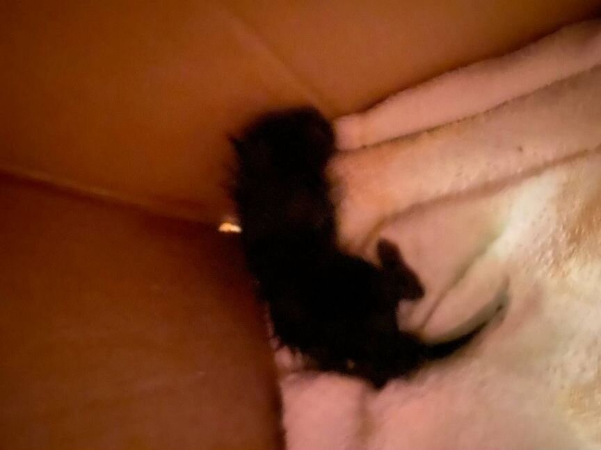 Ищем маму-кошку и любящую семью для новорожденного