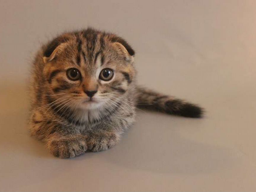 Шустрый шотландский котёнок