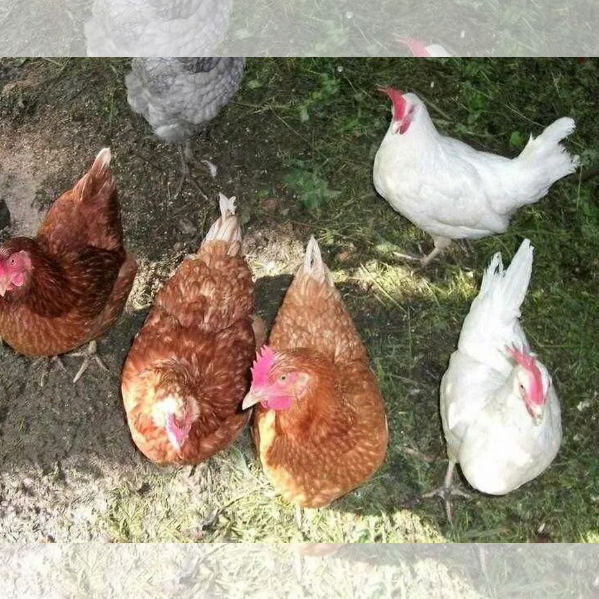 Куры молодки домашние
