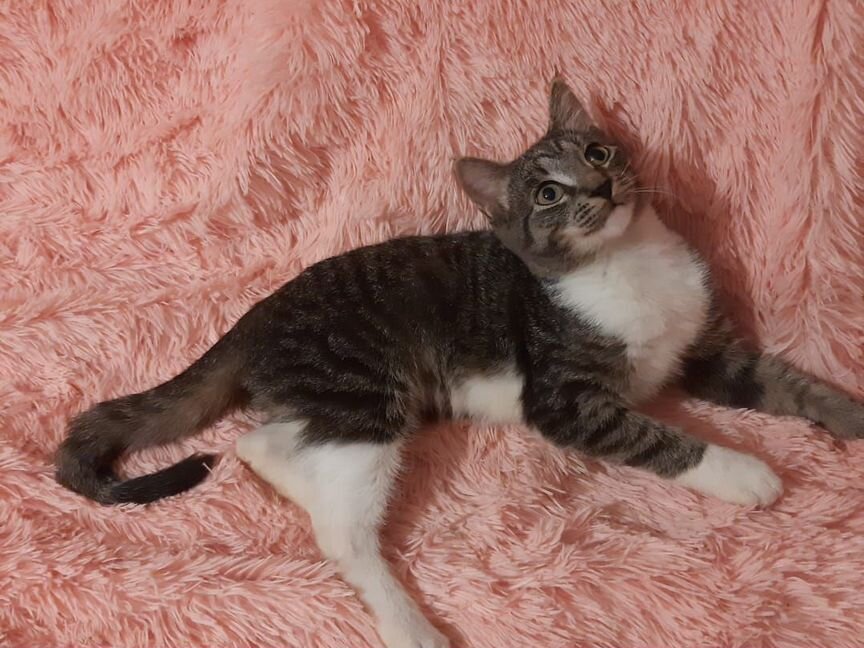 Усатое сокровище