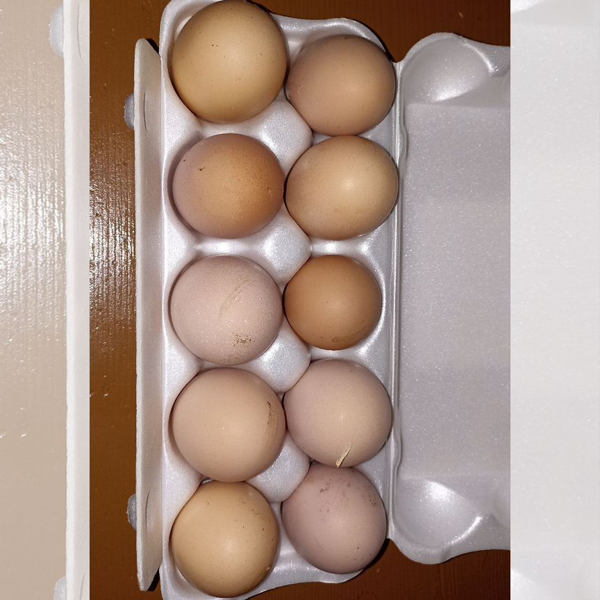 Инкубационное Яйцо Фокси Чик