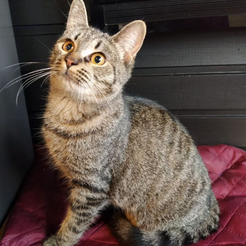 Рыся ищет дом