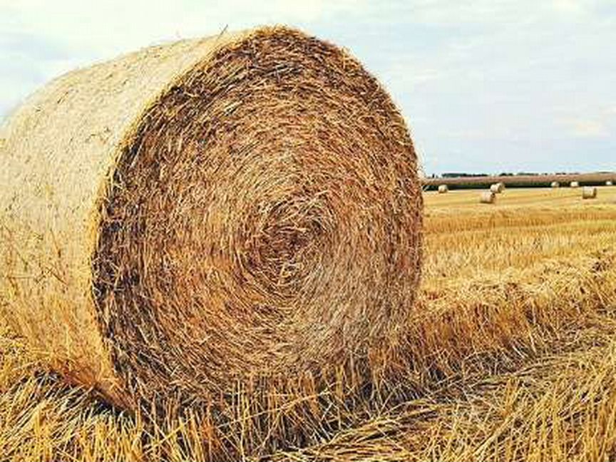 Продажа солома в рулонах