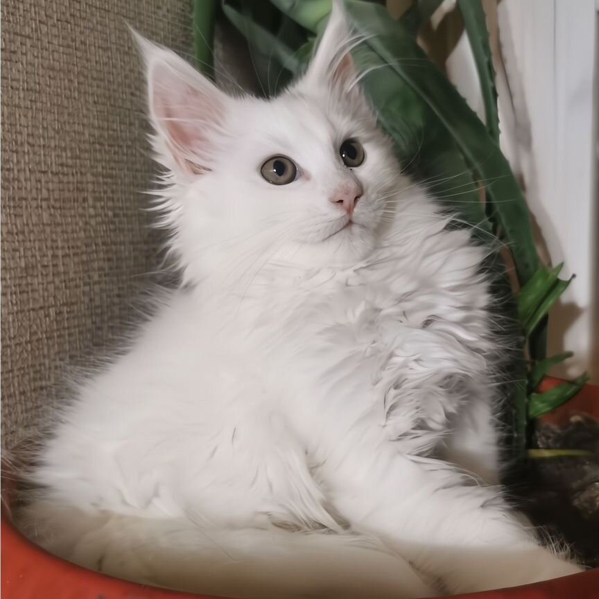 Мейн-кун котёнок