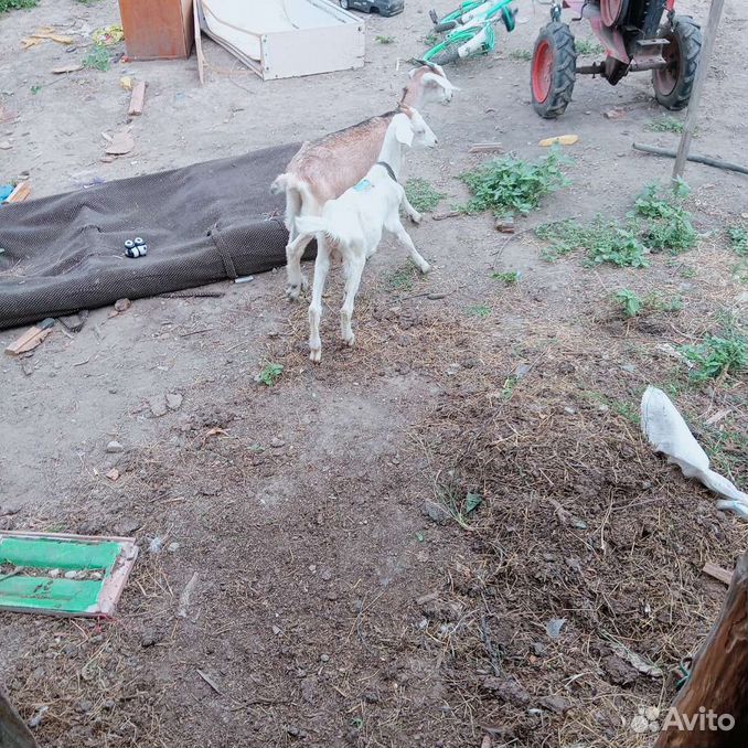 Козы и козлята