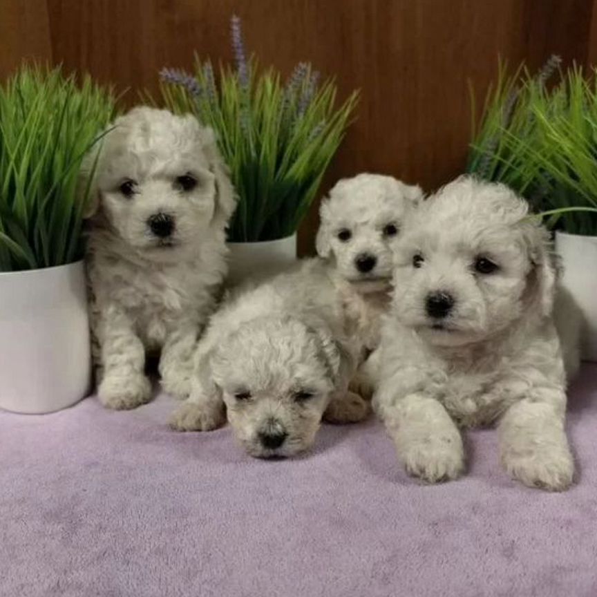 Бишон фризе, щенок