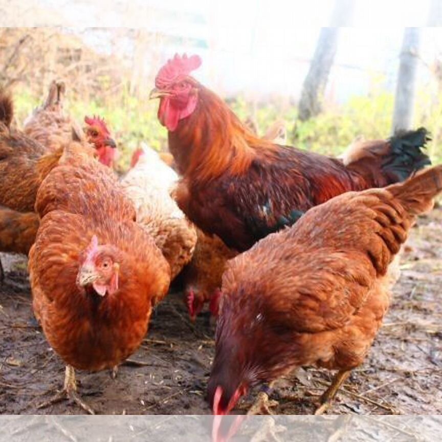 Продам петуха