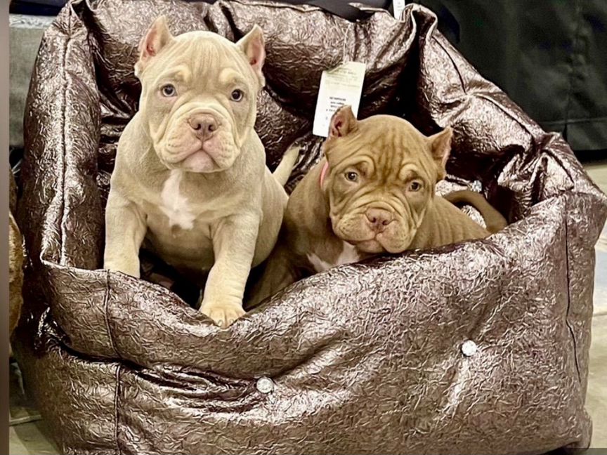 Малыши американский булли