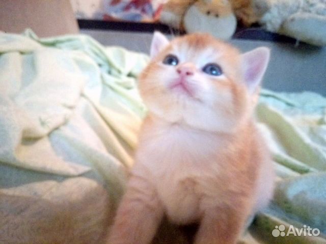 Предложение для любителей золотых шиншилл