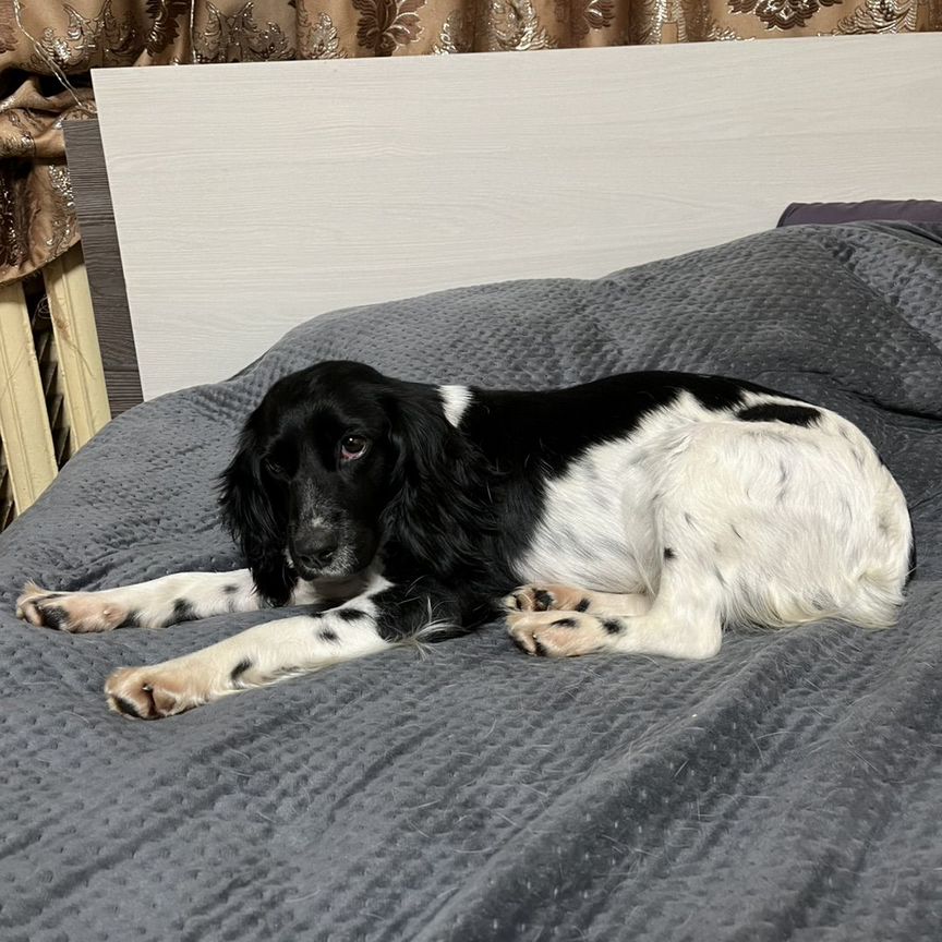 Собака (спаниель дворняга)