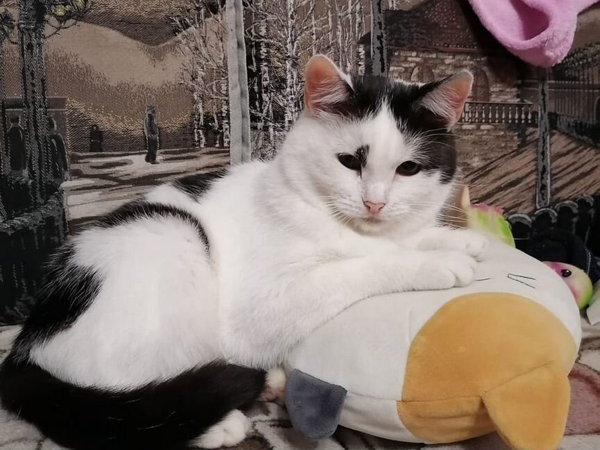 Кошка