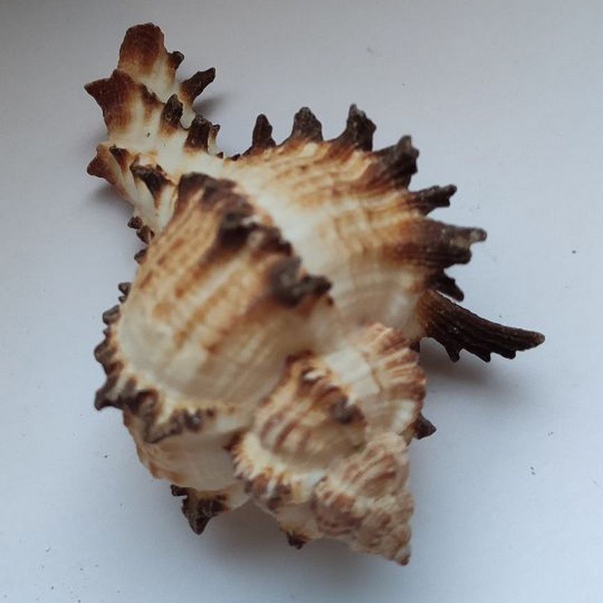 Ракушка мурекс