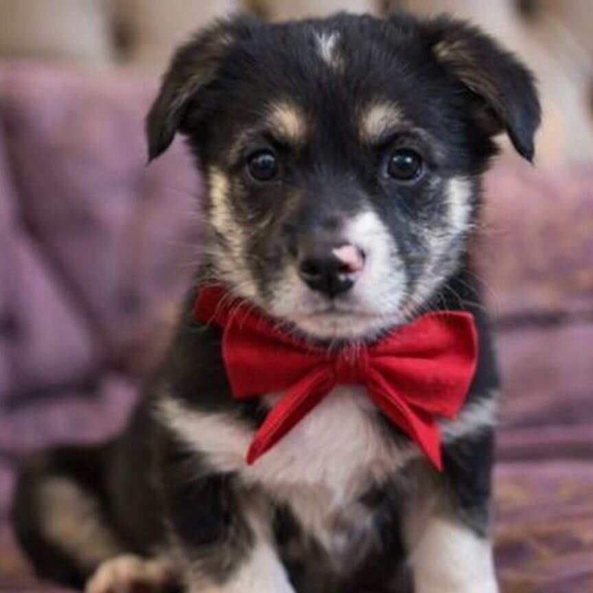 Щенок в добрые руки