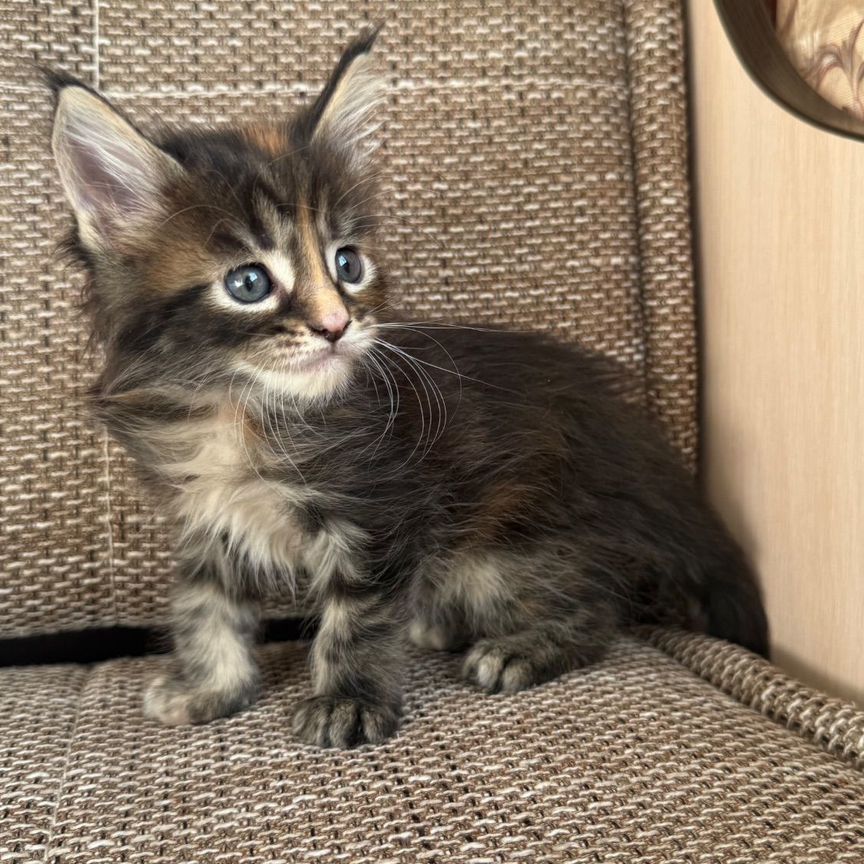 Мейн-кун котёнок