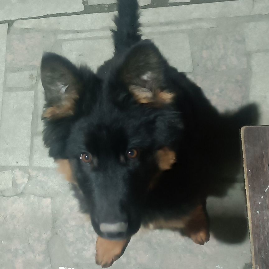 Немецкая овчарка, щенок