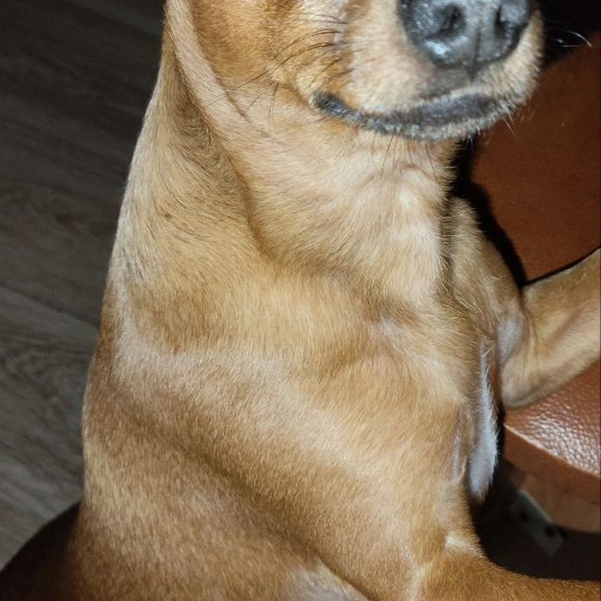 Ищу невесту