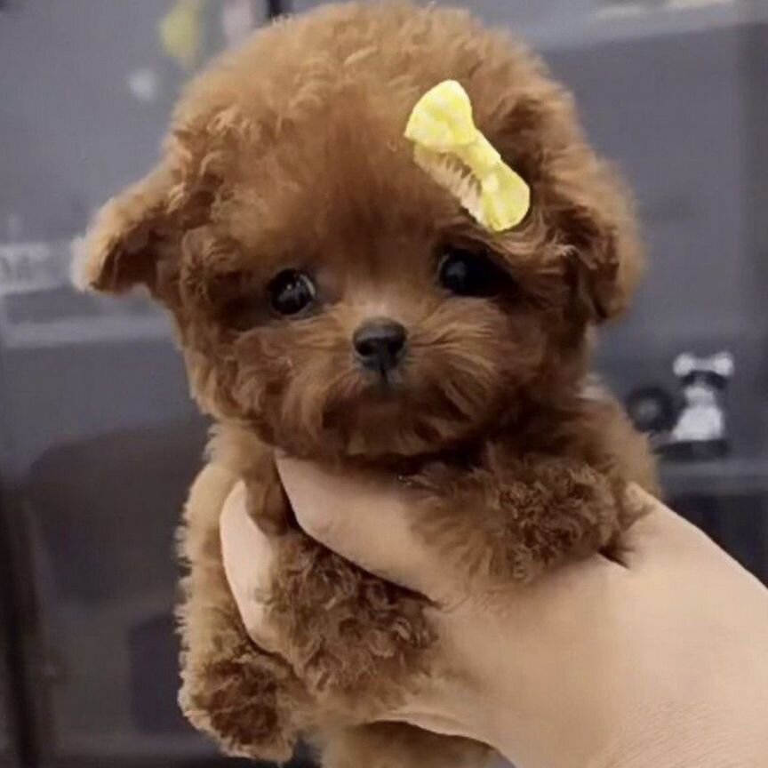 Мальтипу, щенок