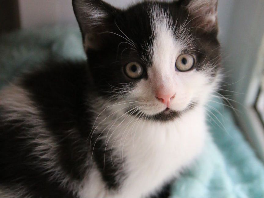 Пончик ищет дом