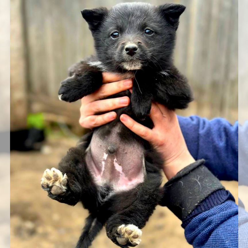 Щенок в добрые руки