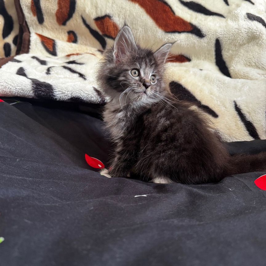 Кошечка мейкун