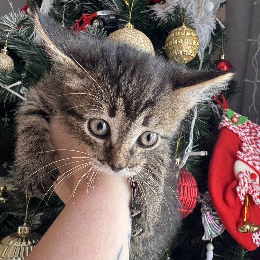 Кото-ребенок