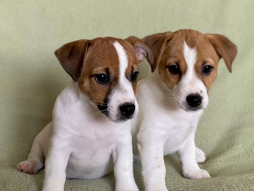 Умницы и красавицы дрт