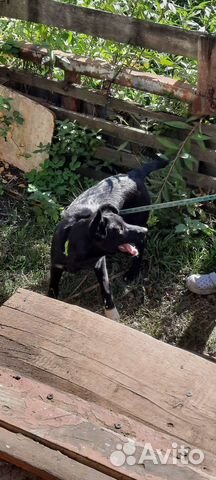 Собака 4 месяца