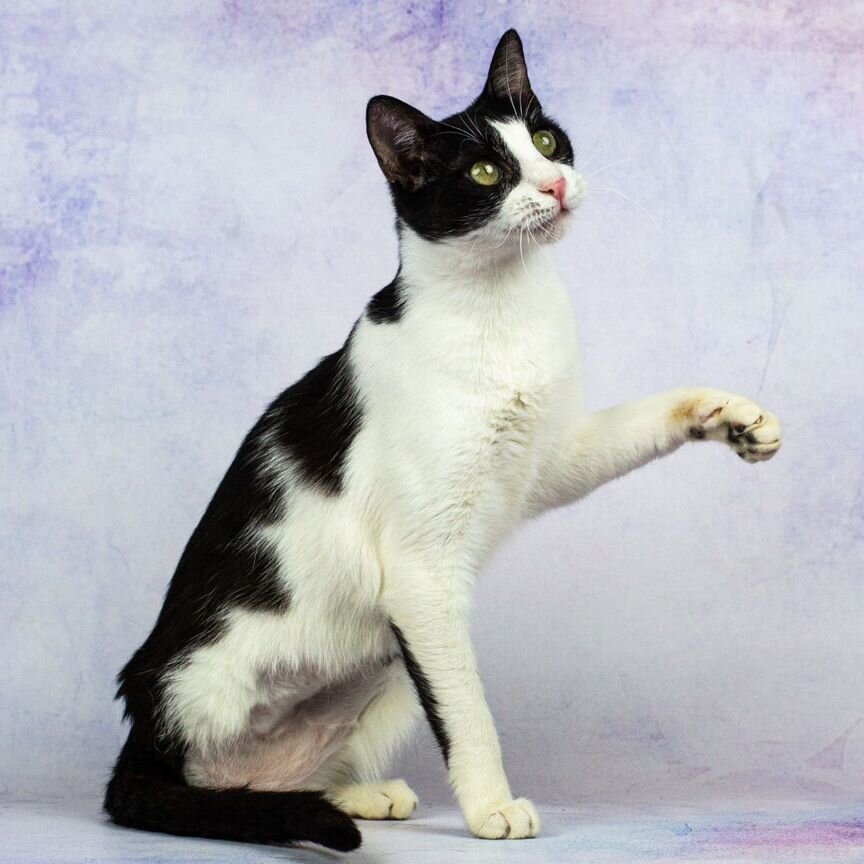 Поиск передержки для кошечки Лизы из приюта