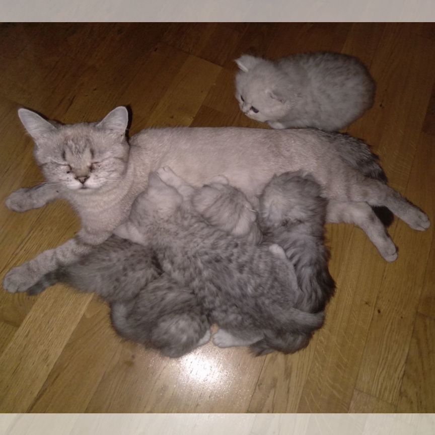 Котята британскошотландские 11.08.24