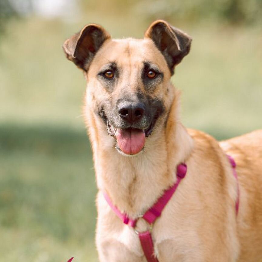 Метис каролинской собаки из приюта в дар