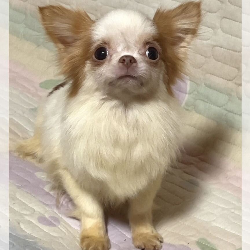 Чихуахуа, взрослая собака